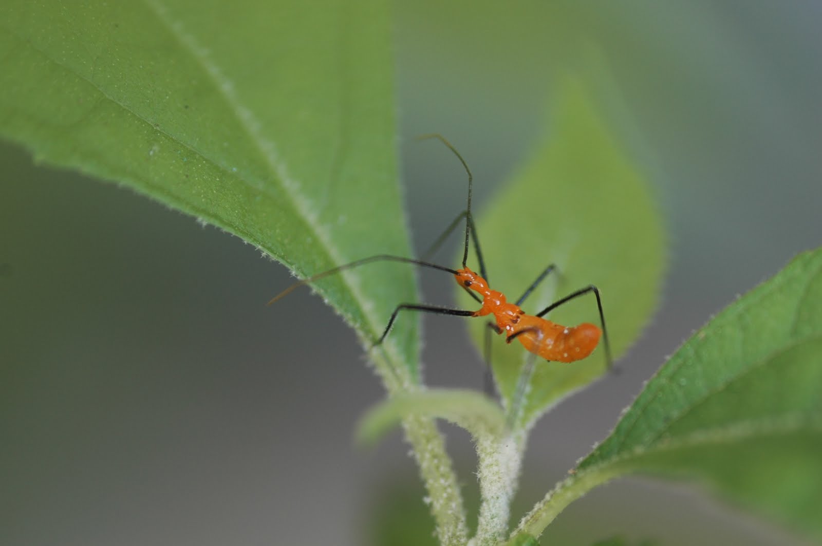 Window on a Texas Wildscape: One bright bug