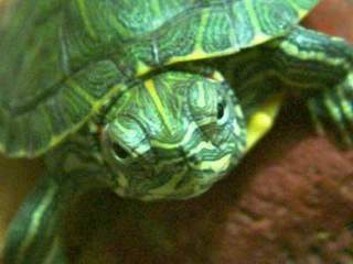 Informasi Tentang Kura-kura Brazil – Jati.id