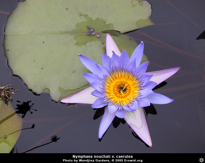 Stones and Flowers: Beautiful Flowers of India....
