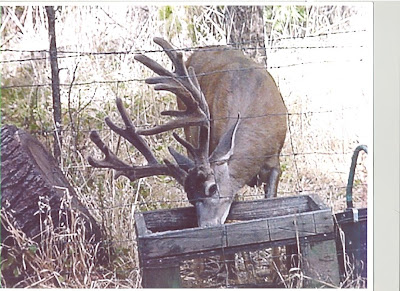 Southern Oregon Scanner Page: Goliath Dead