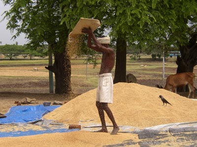 Rice Crisis | Sri Lanka Guardian