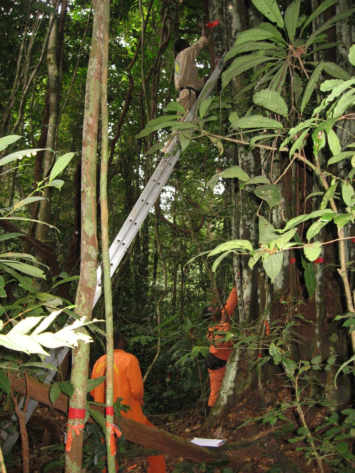 Center For Tropical Forest Science: Mapping Underway at Rabi, Gabon