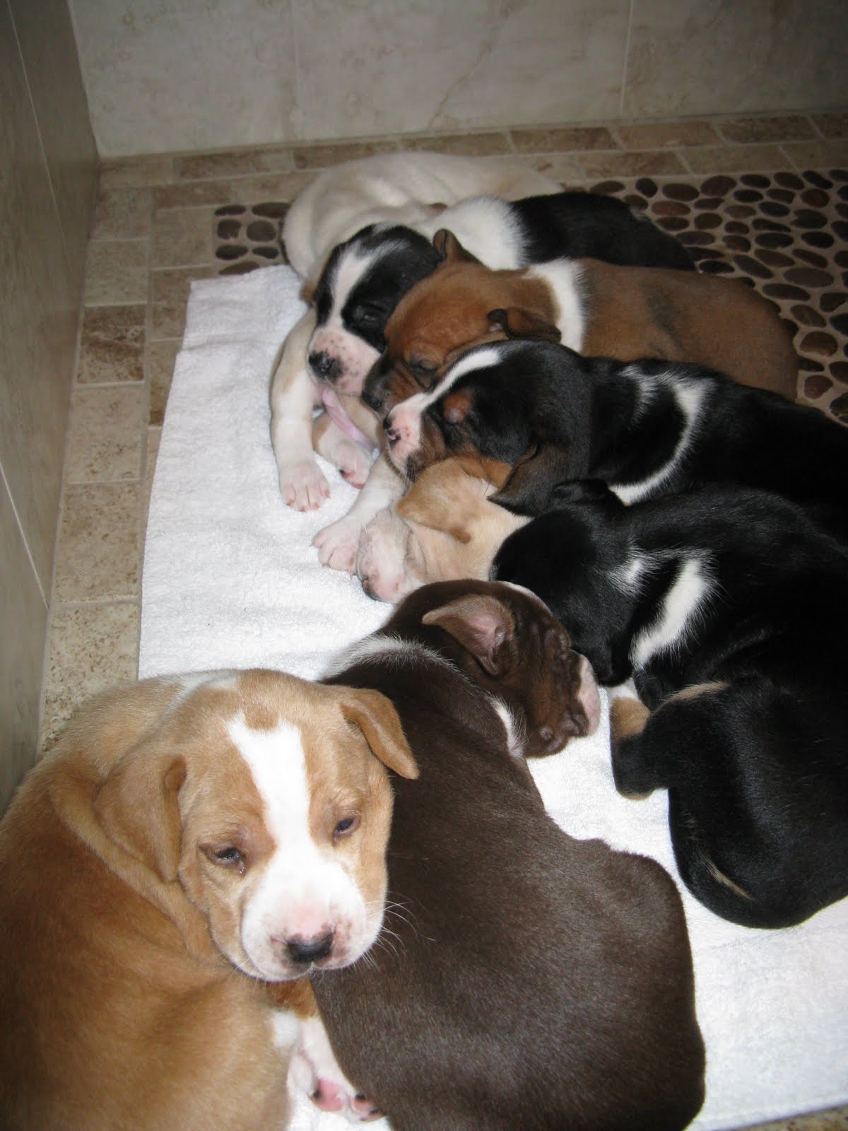Foster Dog Tales: Awww so cute!! Puppies 4 weeks