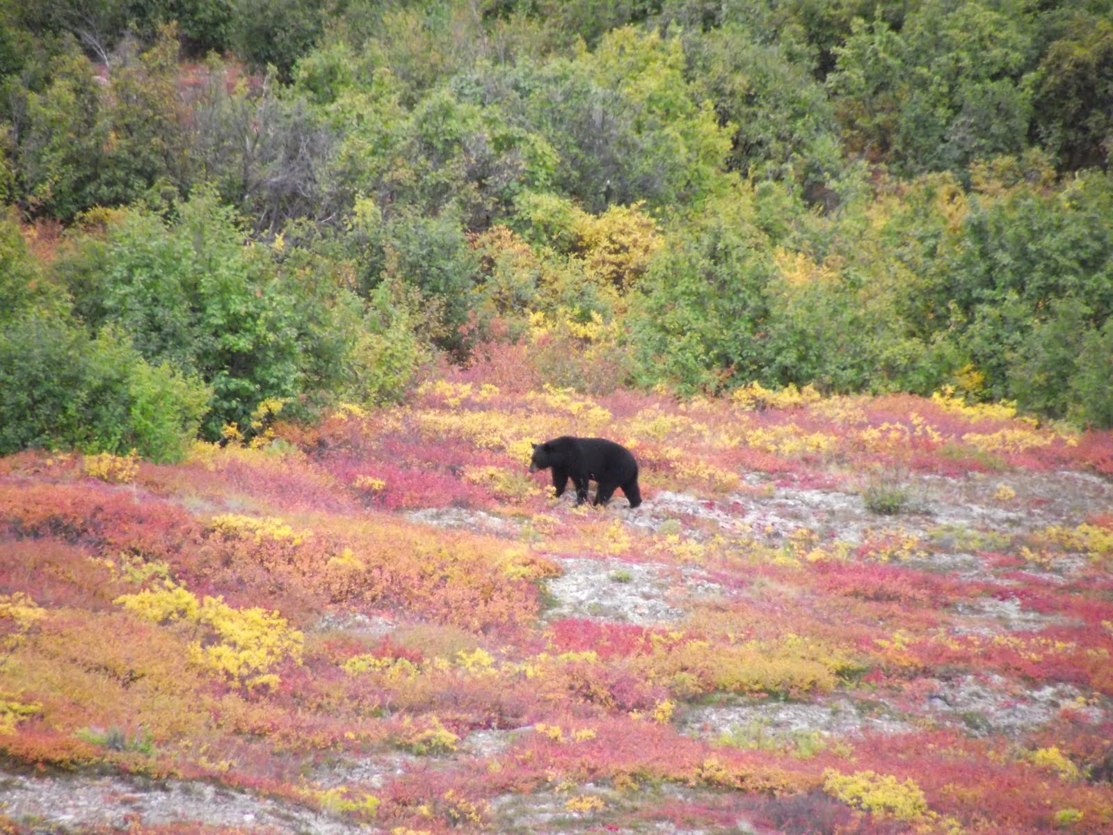 New Englander in Alaska: Alaska's Fall Foliage