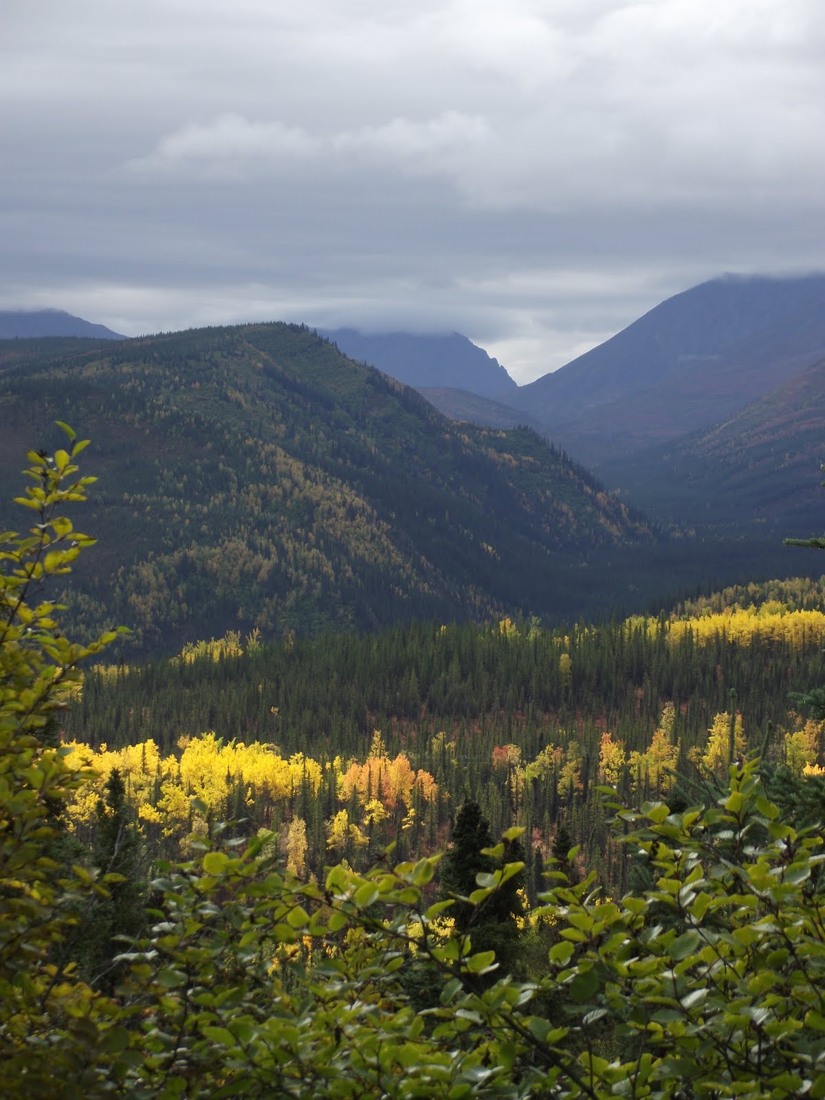 New Englander in Alaska: Alaska's Fall Foliage