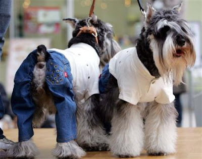 Dogs wearing jeans