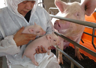 Chinese creates mini-pig clone for medical use