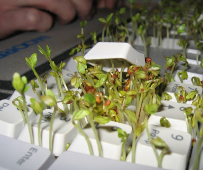 Plants growing on keyboard!