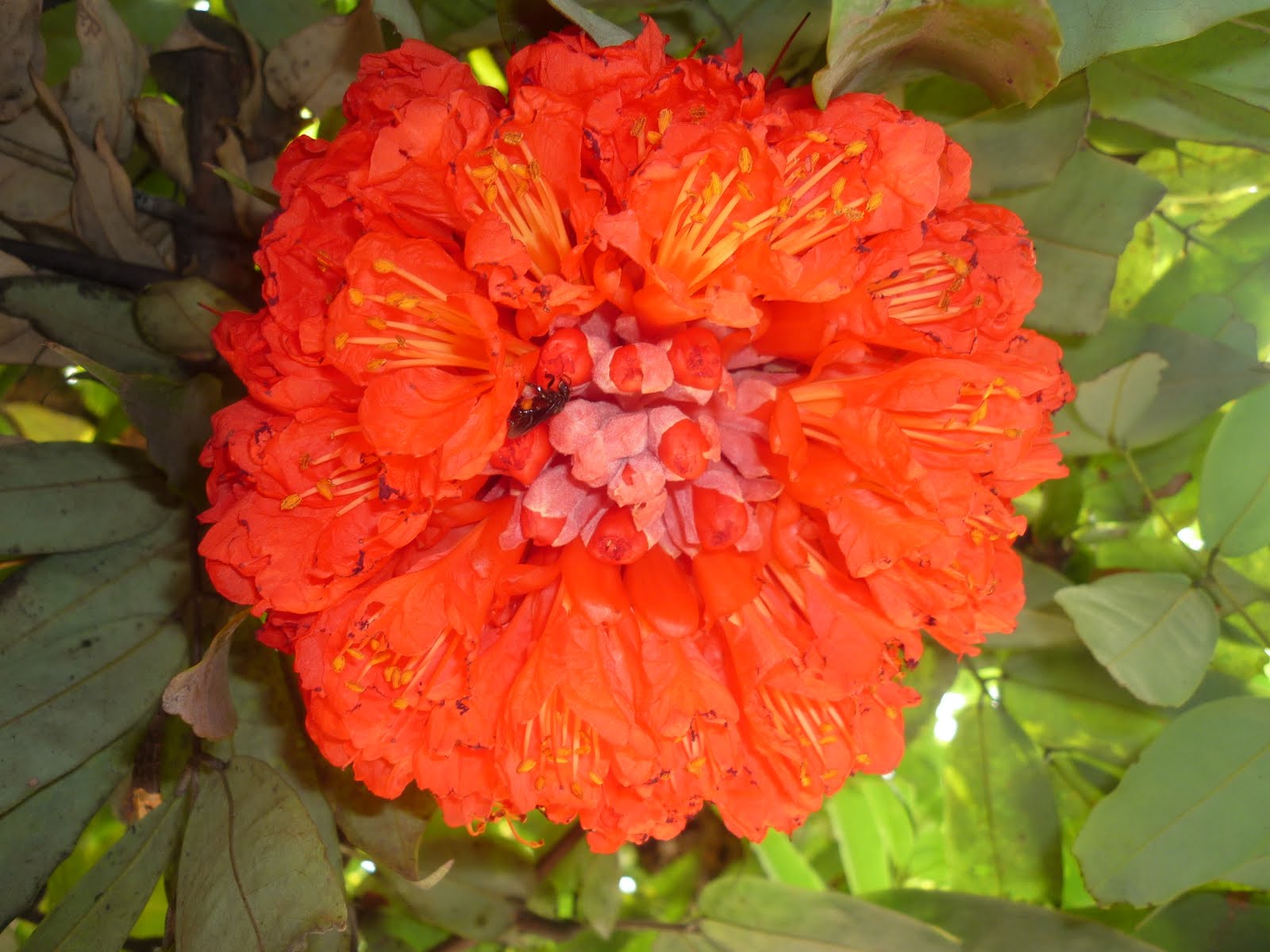 eafgudel p1000043: flor exsotica .del llano colombiano ...