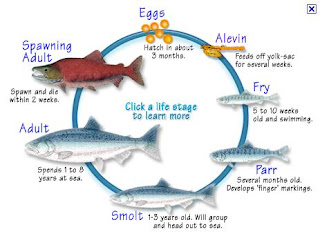 whatisscience: Fish life Cycle