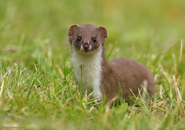 Andy Shepherd Wildlife Photography: Stoat's and Weasel's