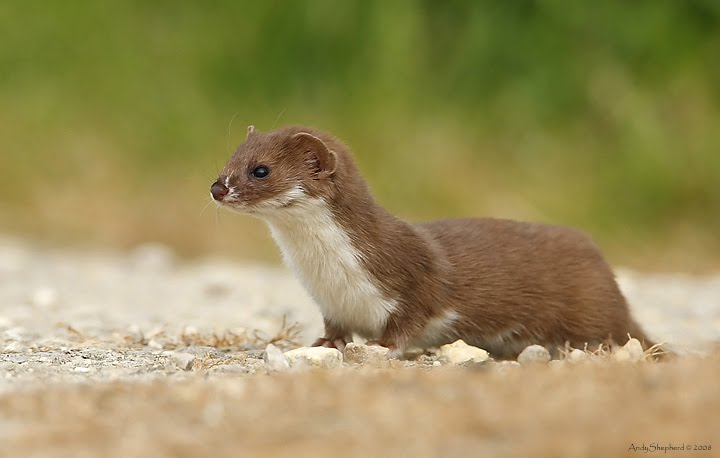 Andy Shepherd Wildlife Photography: Stoat's and Weasel's