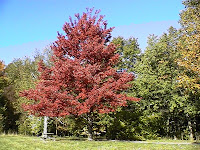 Les Merveilles du Québec: Fabrication du sirop d'érable