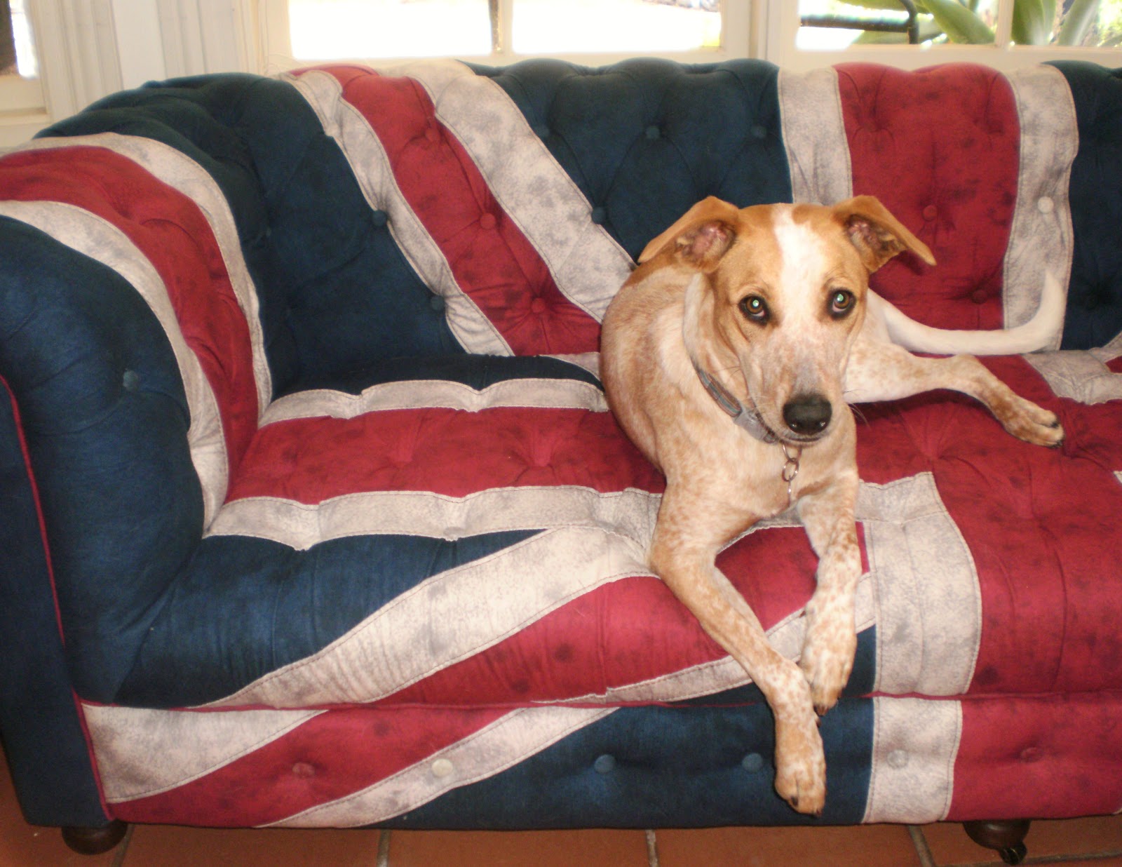 the girl in the brick house: Queen Ruby and Chesterfield Sofas!