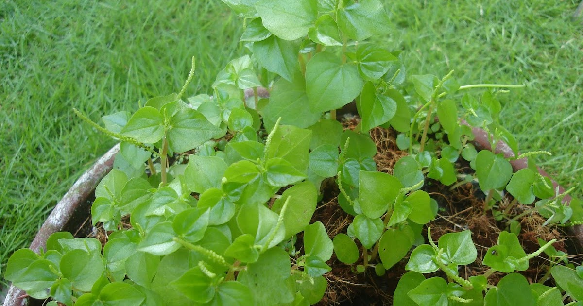 Ulasimang Bato Pansit Pansitan (peperomia Pellucida)