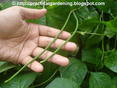 Practical Gardening: Sitaw or Yardlong Beans or String Beans
