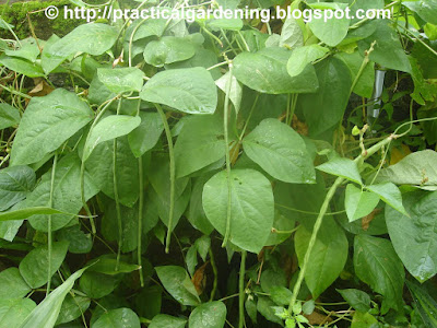 Practical Gardening: Sitaw or Yardlong Beans or String Beans