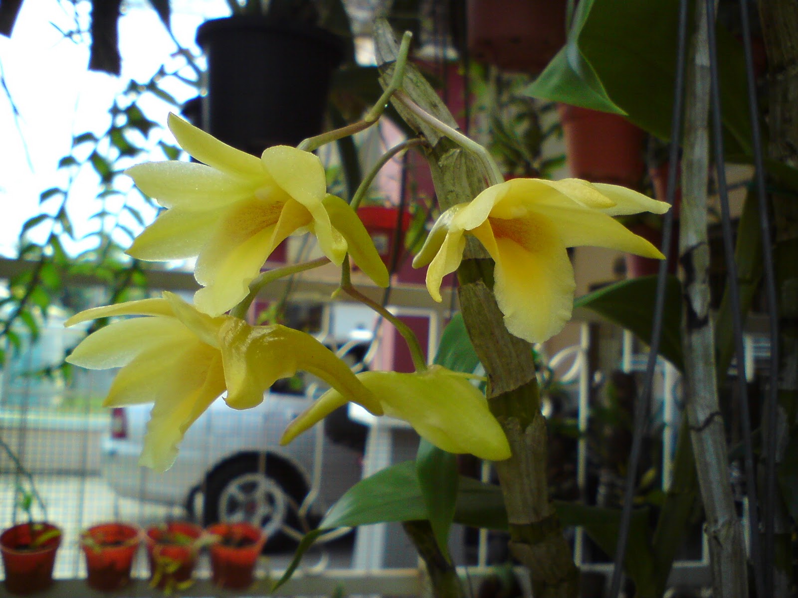 DENDROBIUM CROCATUM X DENDROBIUM PLATYGASTRIUM | MY SMALL GARDEN