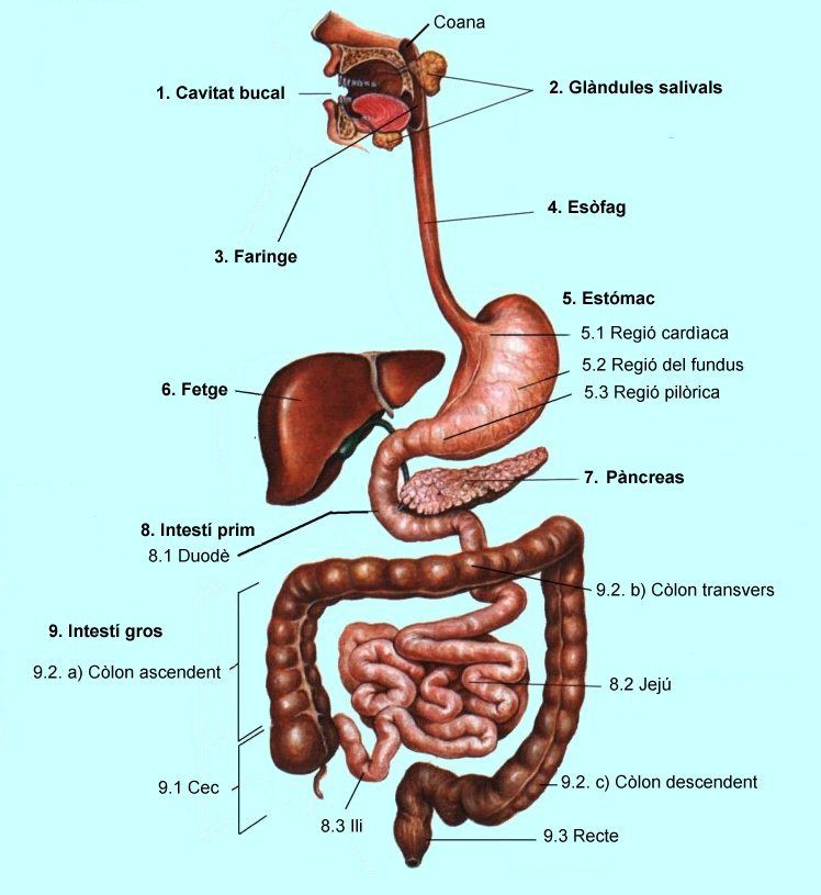 EL COS HUMÀ-mom: fotos cos humà