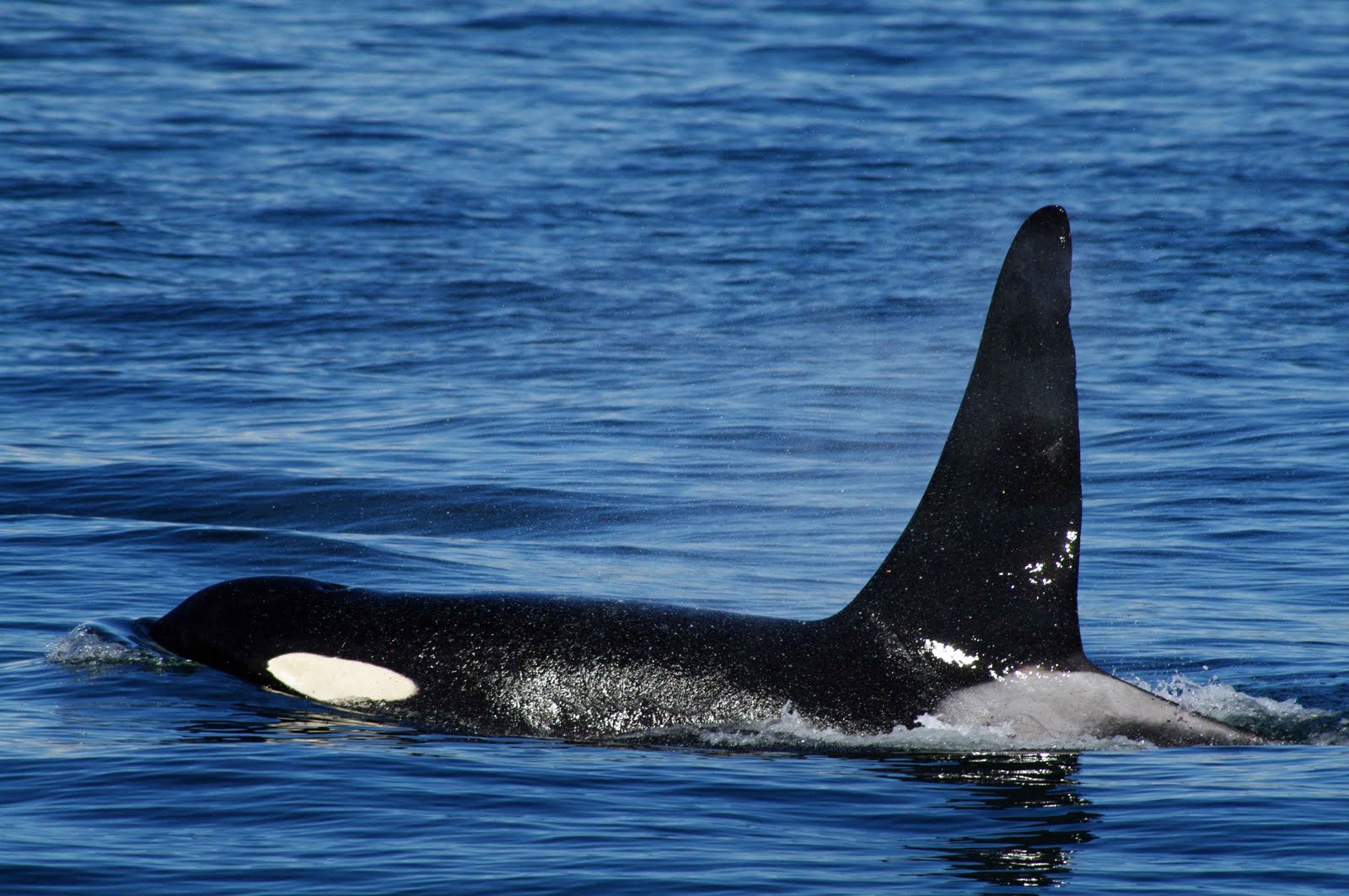 Natural Beauty: An Afternoon with Ruffles