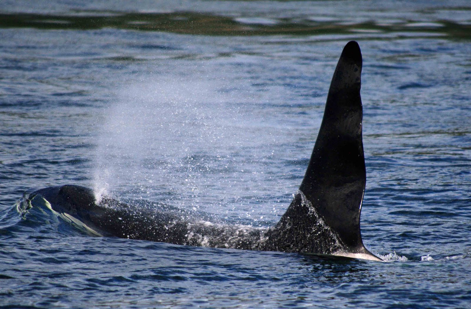 Natural Beauty: An Afternoon with Ruffles