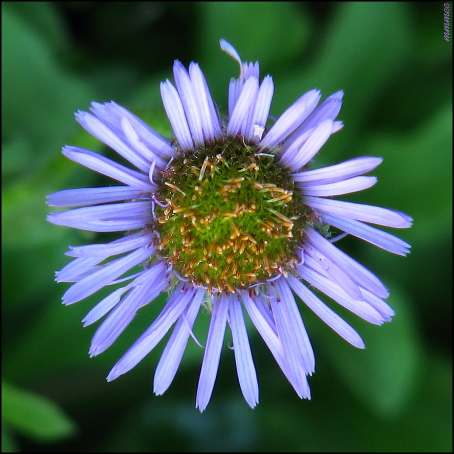 My Garden: Flowers in September