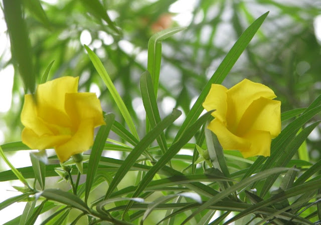 The Hours - My Memoir: Flowers - 2