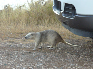 Jessica's Lizard: Banana Rats are still rats...
