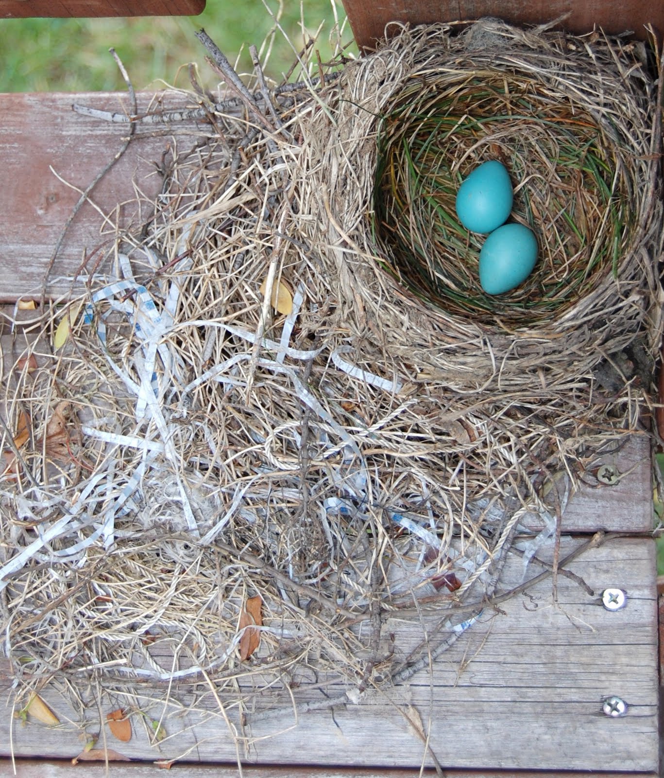 My Remodeled Nest: Bird Nest-Day 4