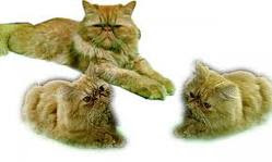 Pet Animals: Persia Pignose