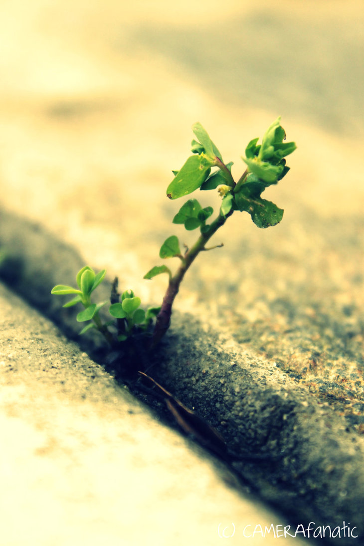 Master of Ambitions: A Start of A New Life