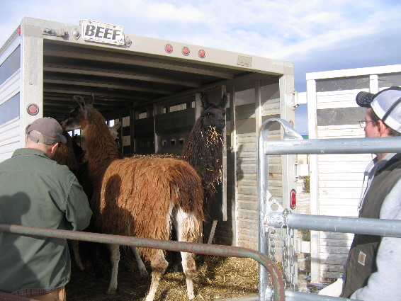 Royal Ranch- Green from the "Bottom" Up!: Montana Llama Rescue 2011!