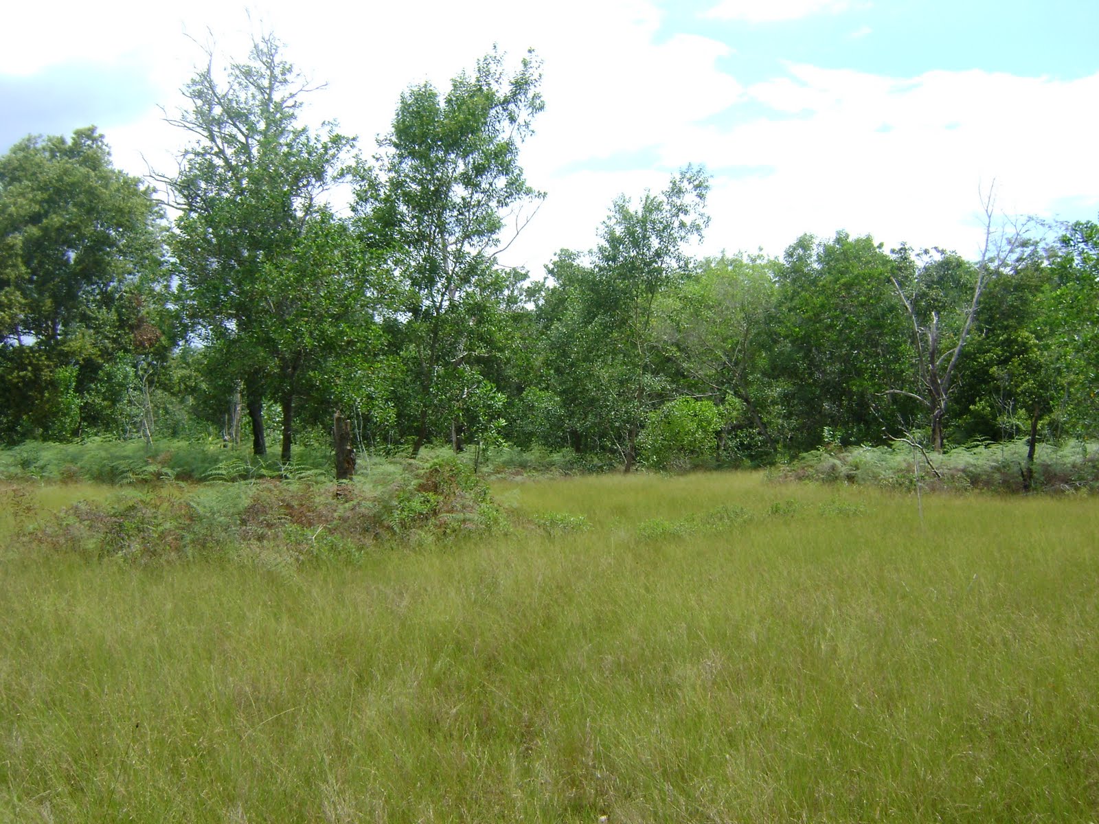 JW Property: 1.51 acres of NT land at Kinarut for sale