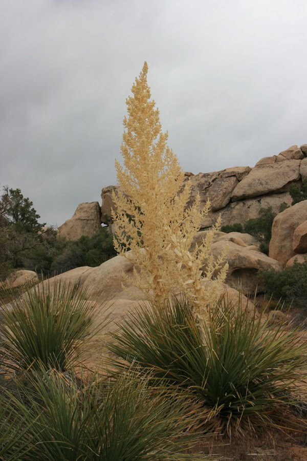 Bright Stars Wildomar: Desert color