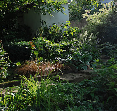 a garden diary: Plants for deep shade - Hydrangea arborescens