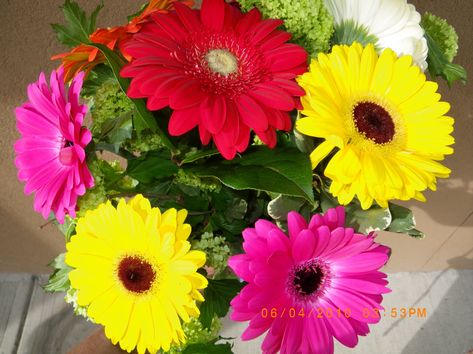 The Story of Quik Pik Flowers: Check out the Gerbera Daisy Colors