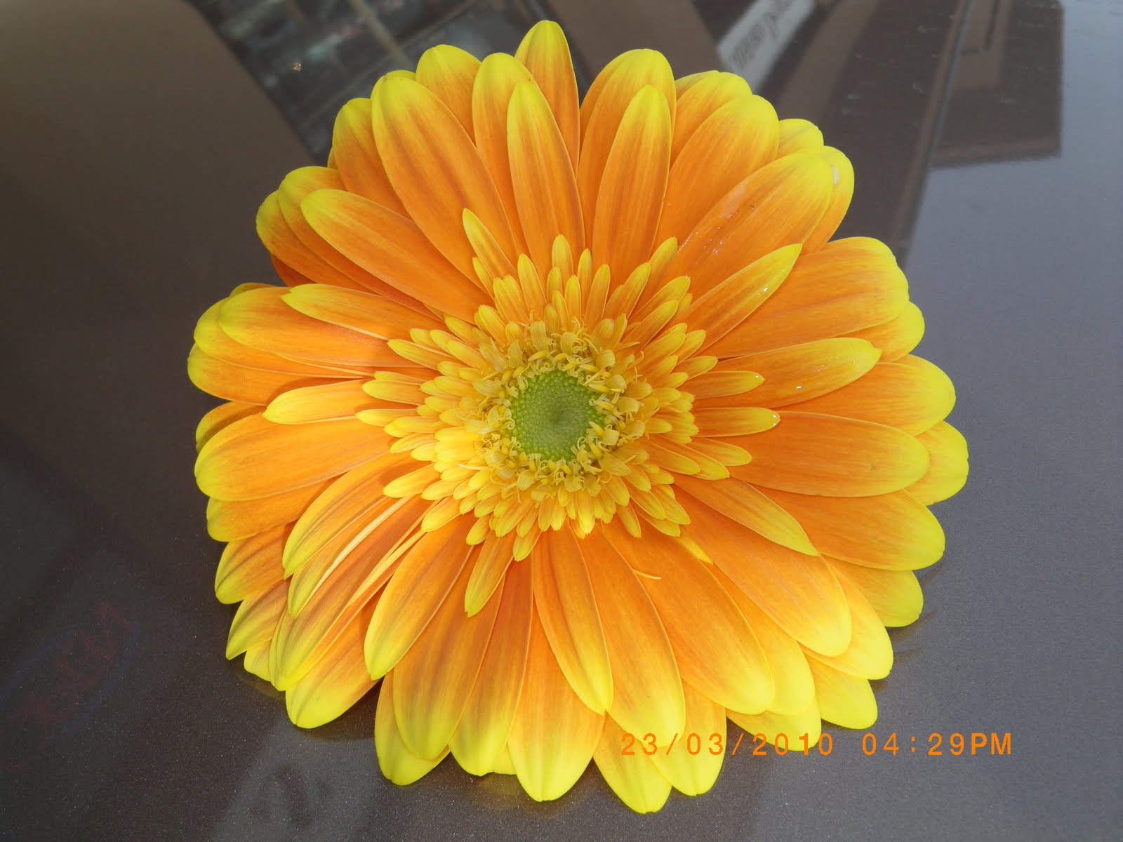 The Story of Quik Pik Flowers: Check out the Gerbera Daisy Colors
