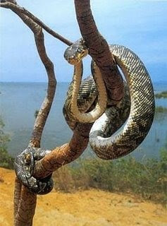 ANIMALES DEL LLANO: REPTILE