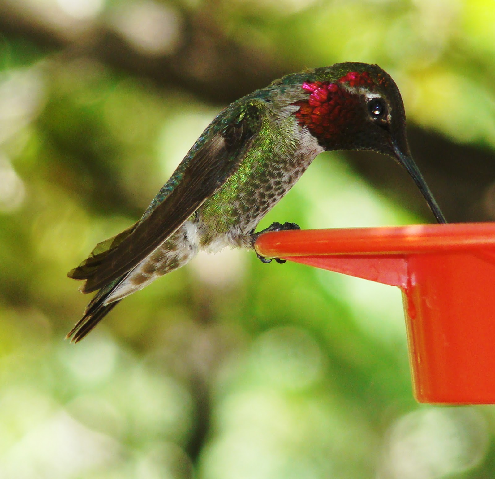 The Plover Nest: Hummingbirds of Southeast Arizona