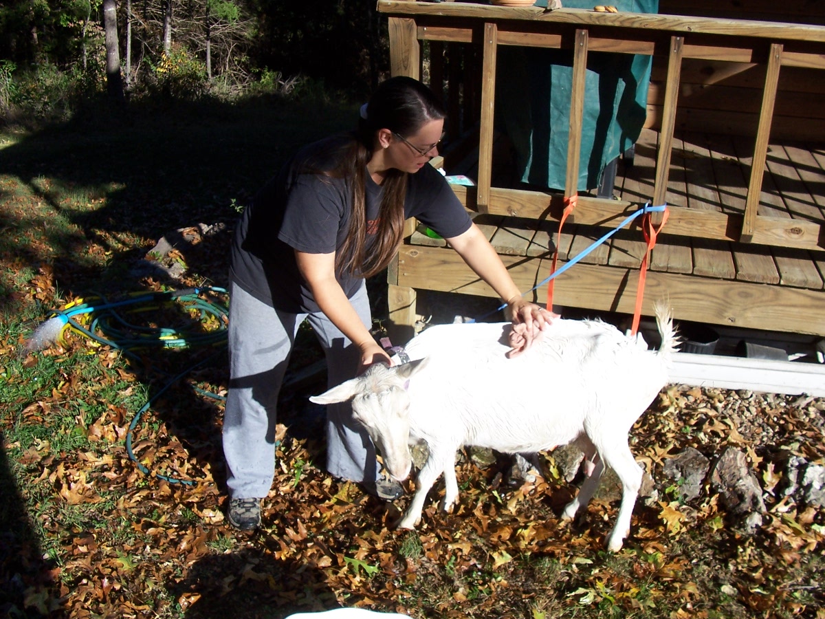 Krazo Acres: Working at the Goat Wash - yeah! Come on & sing it with me ...