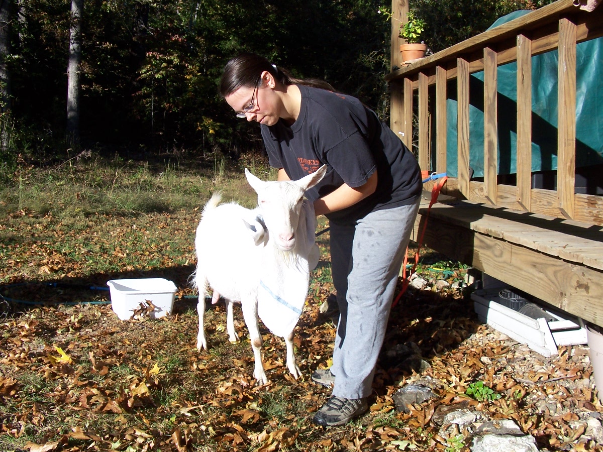 Krazo Acres: Working at the Goat Wash - yeah! Come on & sing it with me ...