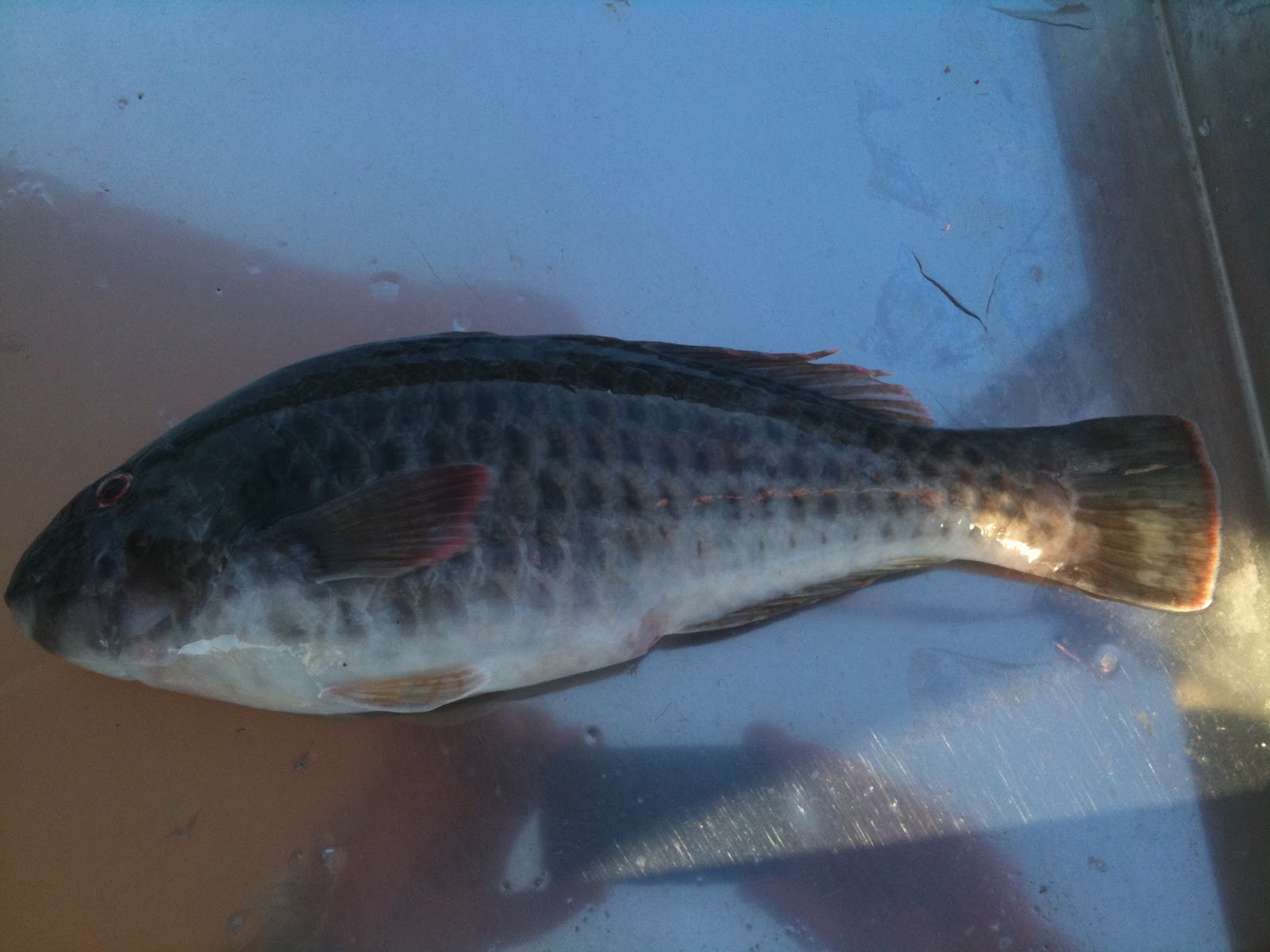 Spearfishing in Ios, Greece : r/Spearfishing