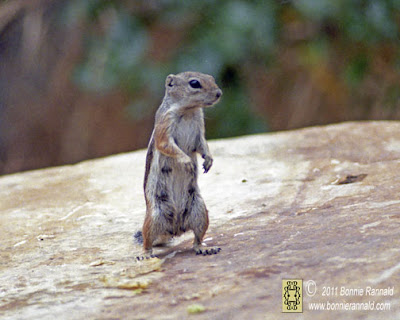 Bonnie Rannald's Photo-Explorations in focus with nature. : Red Rock's ...
