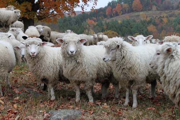 farm management: How do we Handle Hundreds of Sheep?
