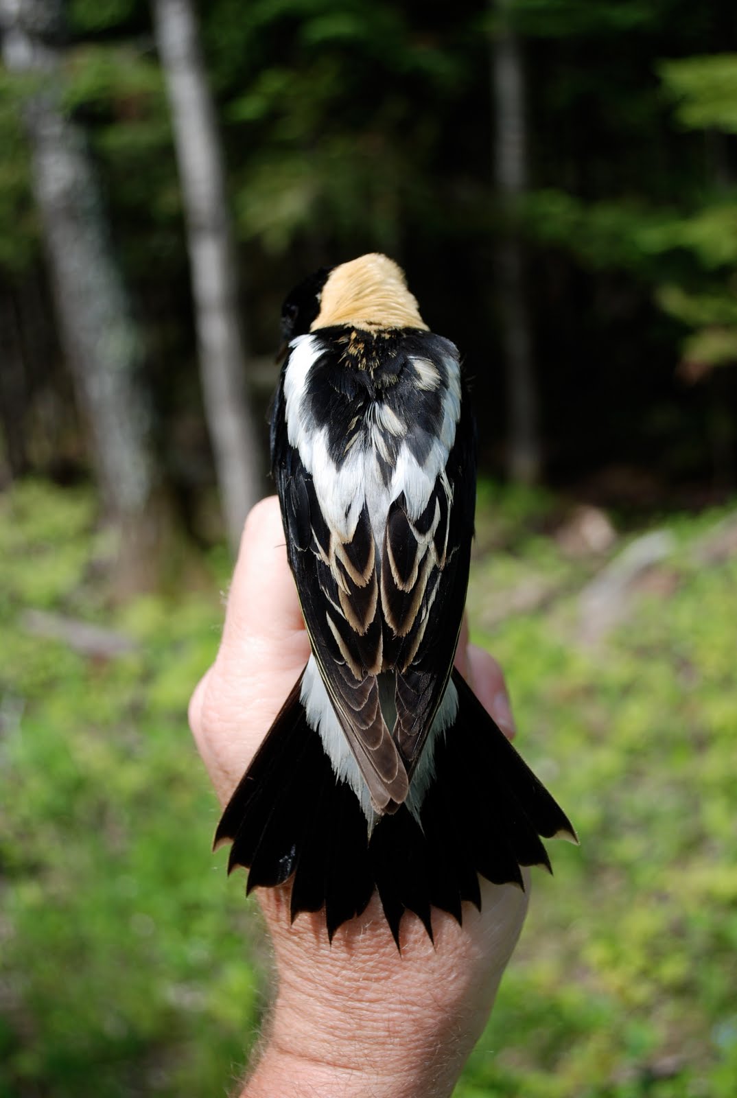 Minnesota Birdnerd: "Ricebird", "Skunk Bird", Bobolink