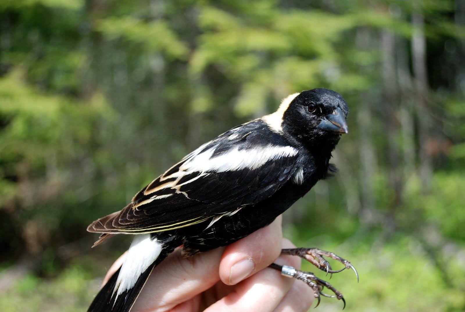 Minnesota Birdnerd: "Ricebird", "Skunk Bird", Bobolink