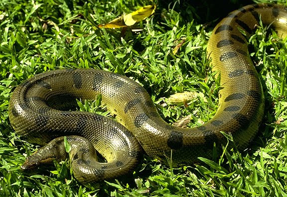 Snakes: Anaconda