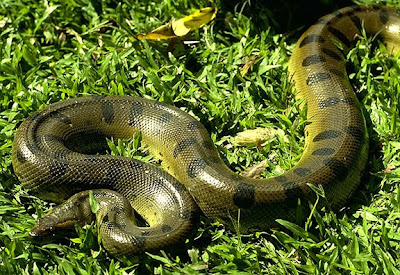 Snakes: Anaconda