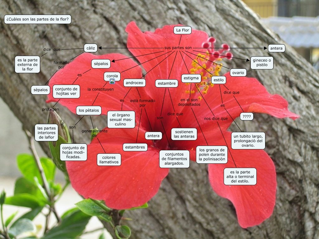 Flor partes - Imagui