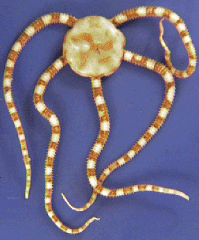 Blog de Diversificación: Las ofiuras